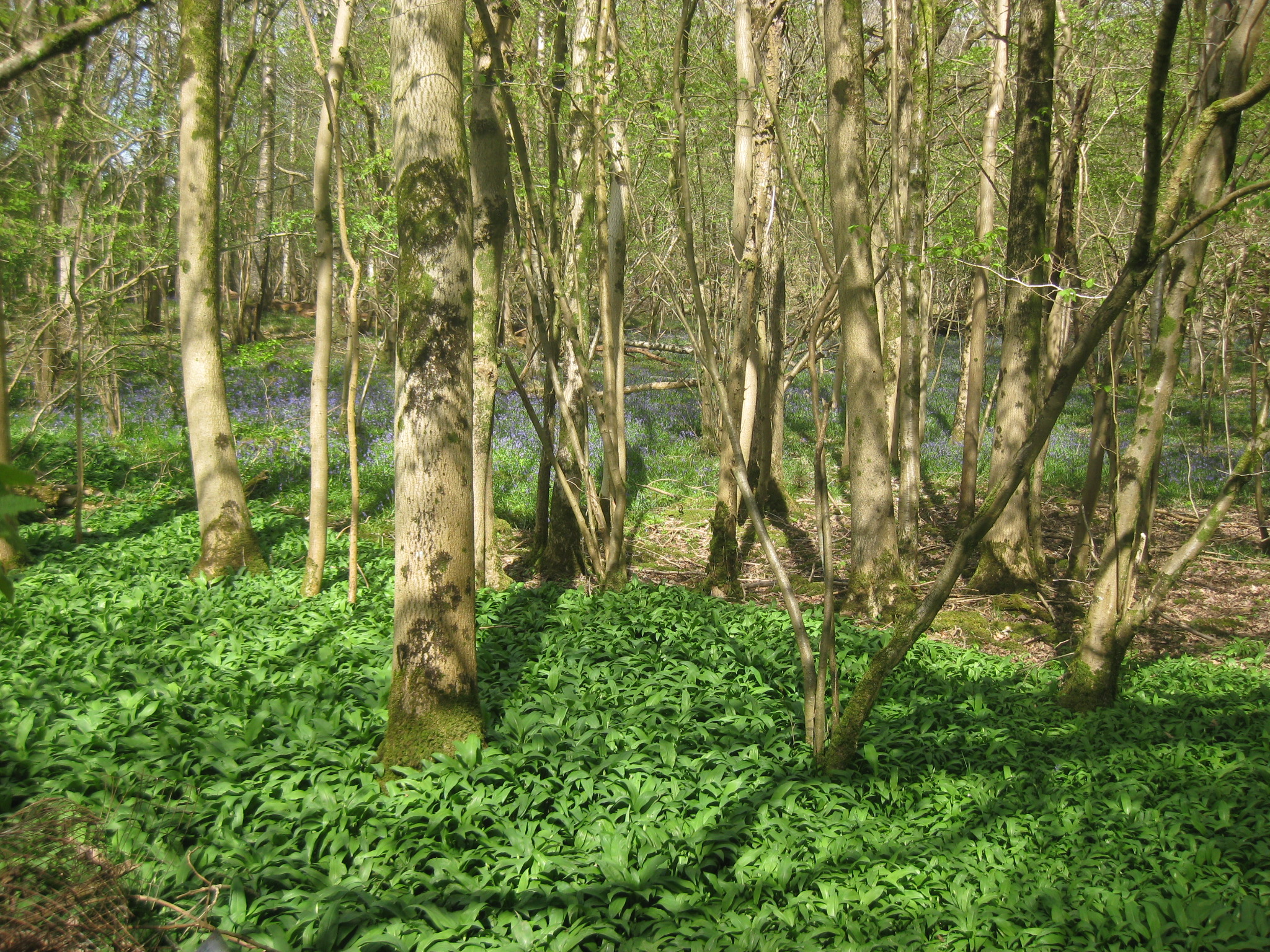 A calling from the trees – Trees of Sanctuary