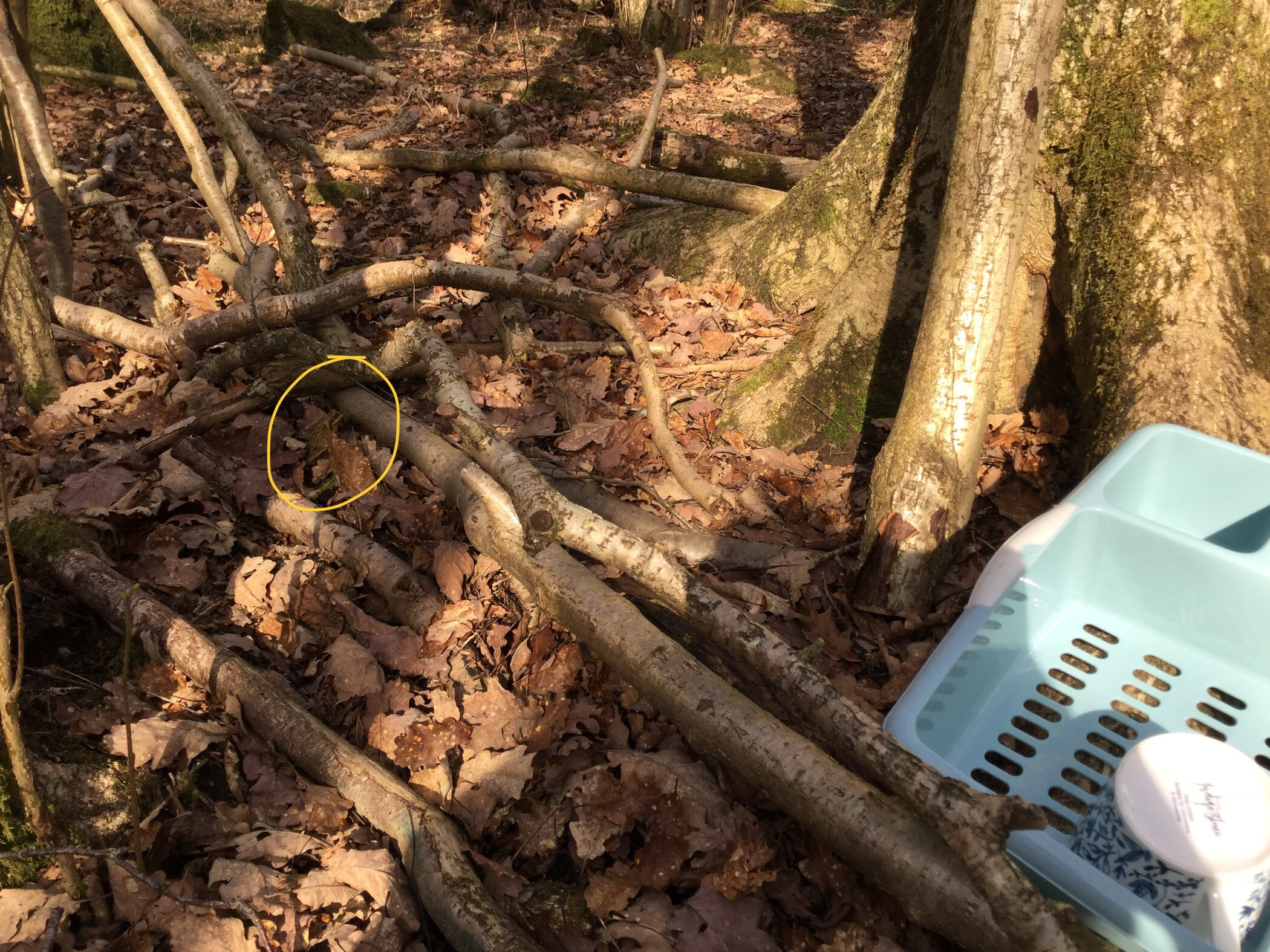 Spot the frog answer… – Trees of Sanctuary