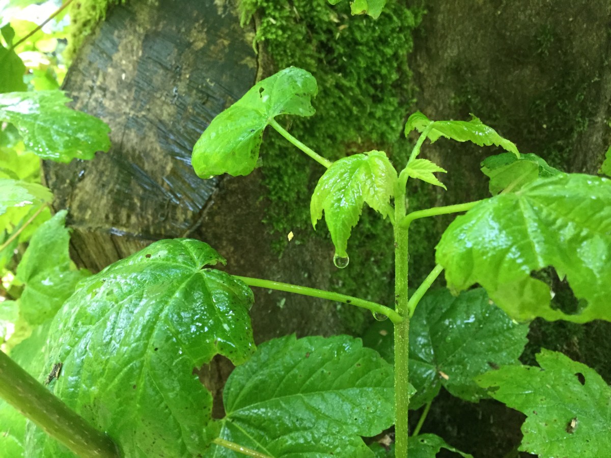 Summer storm – Trees of Sanctuary