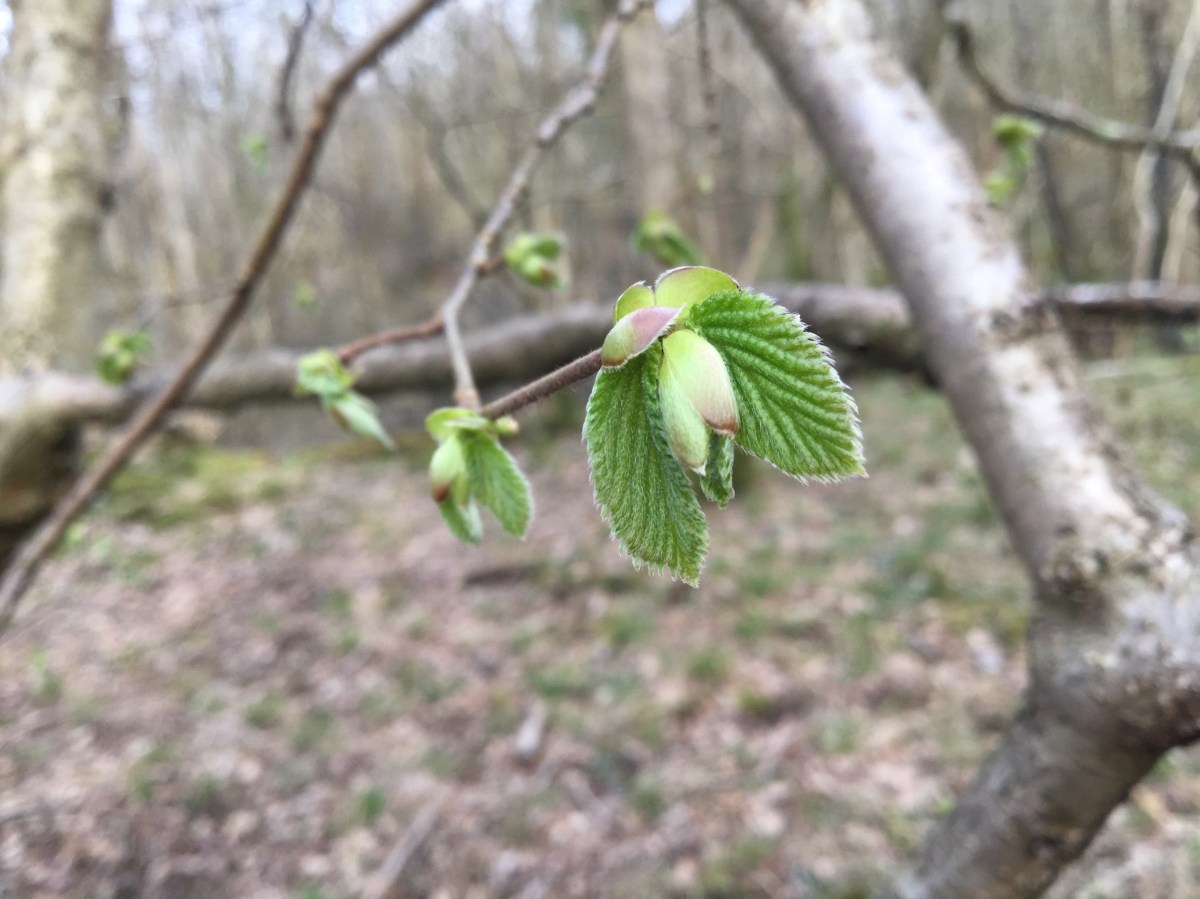 Spring’s solace – Trees of Sanctuary