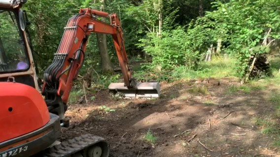 Dance of the digger – Trees of Sanctuary